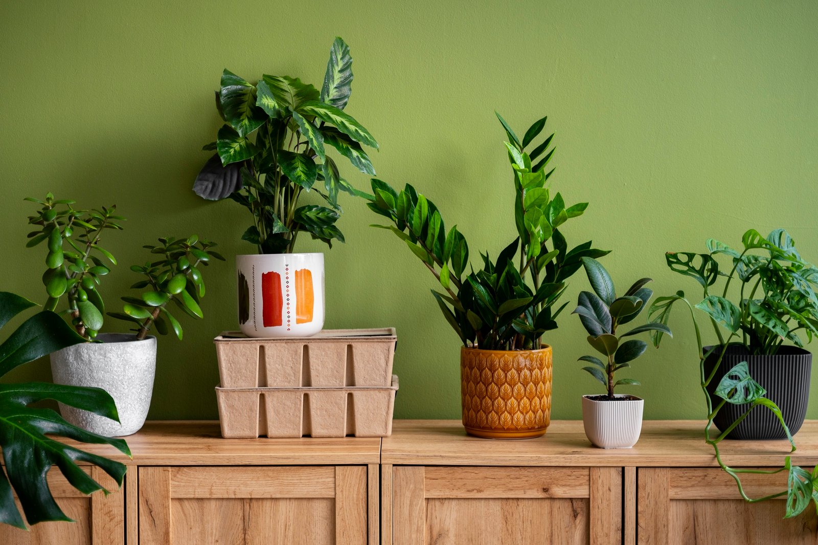 5 Reasons Your Plants Are Dying and What To Do to Save Them? - Emera